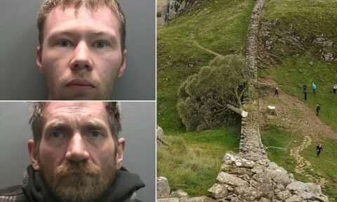 Two found guilty of “mindless” felling of world famous tree - Antigua ...