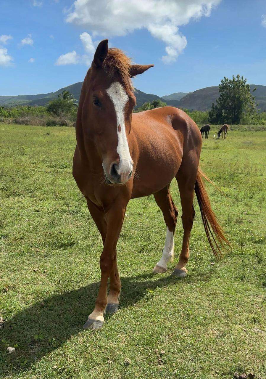 Two Horses Stolen from Creek Side Farm as Owner Appeals for Public's ...